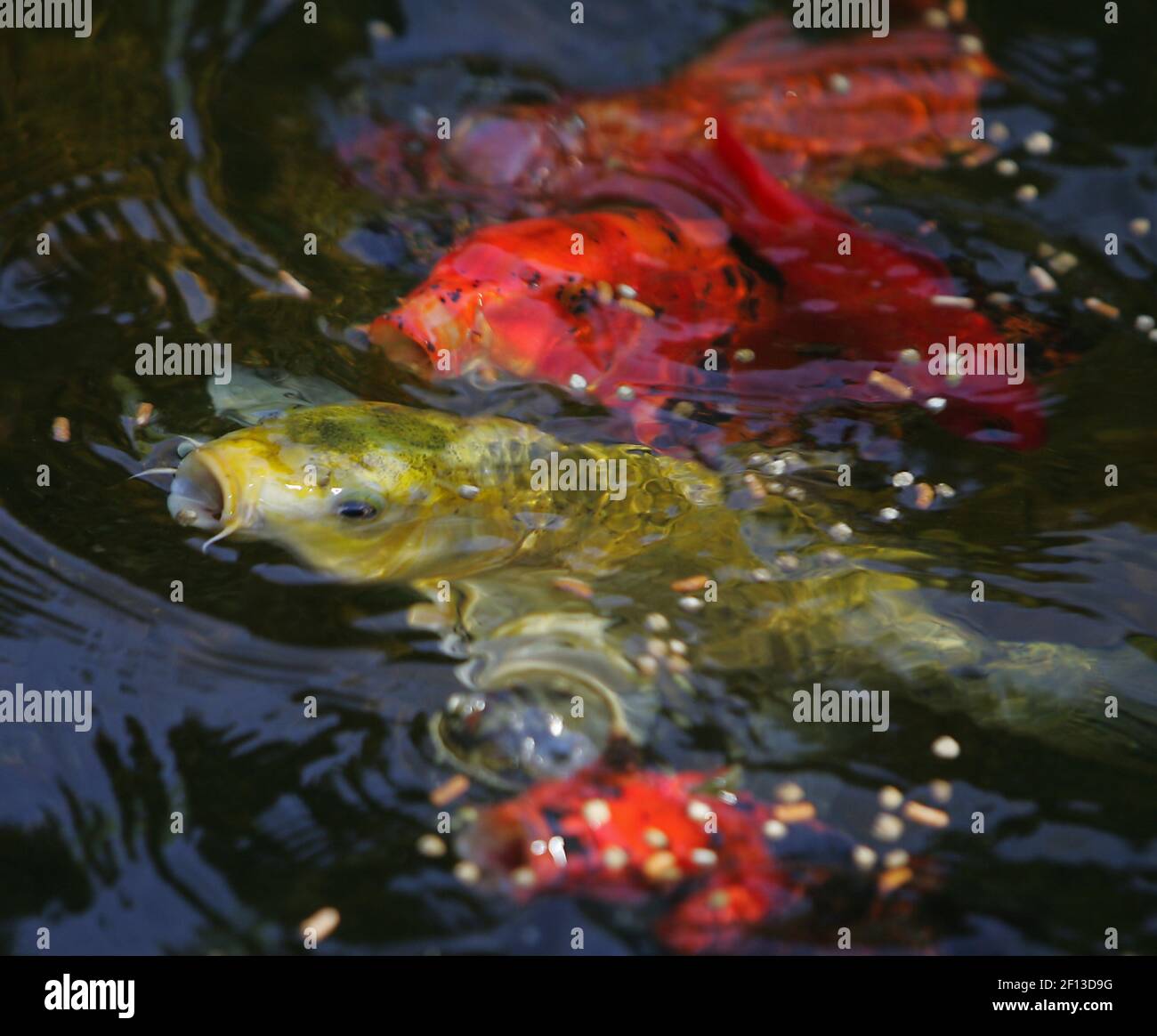 Koi fish are fed in Brendan Kovarik's backyard pond. Kovarik, 17, built ...