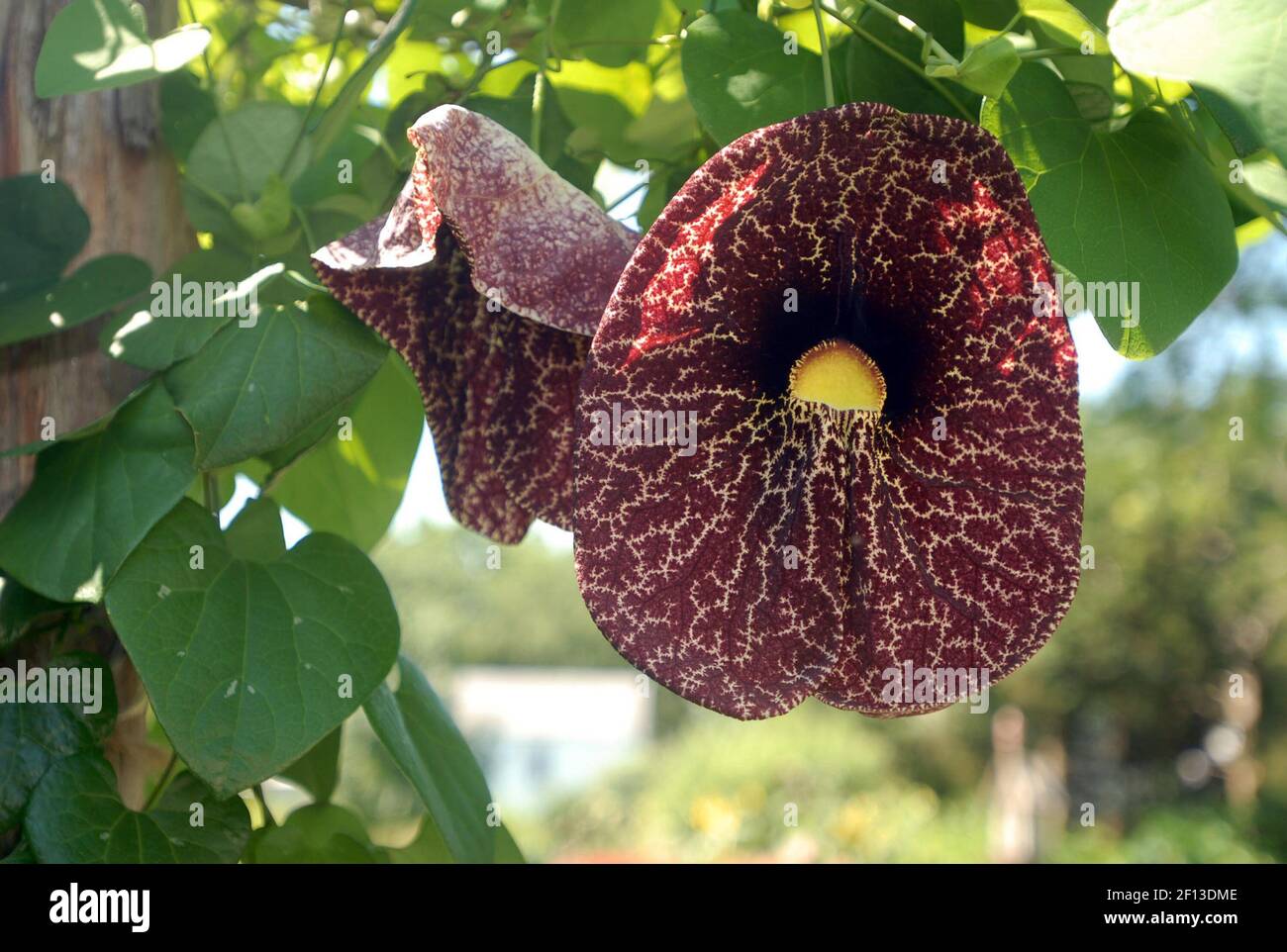 This Pelican flower vine, aristolochia gigantea grows in Mark Driver's ...