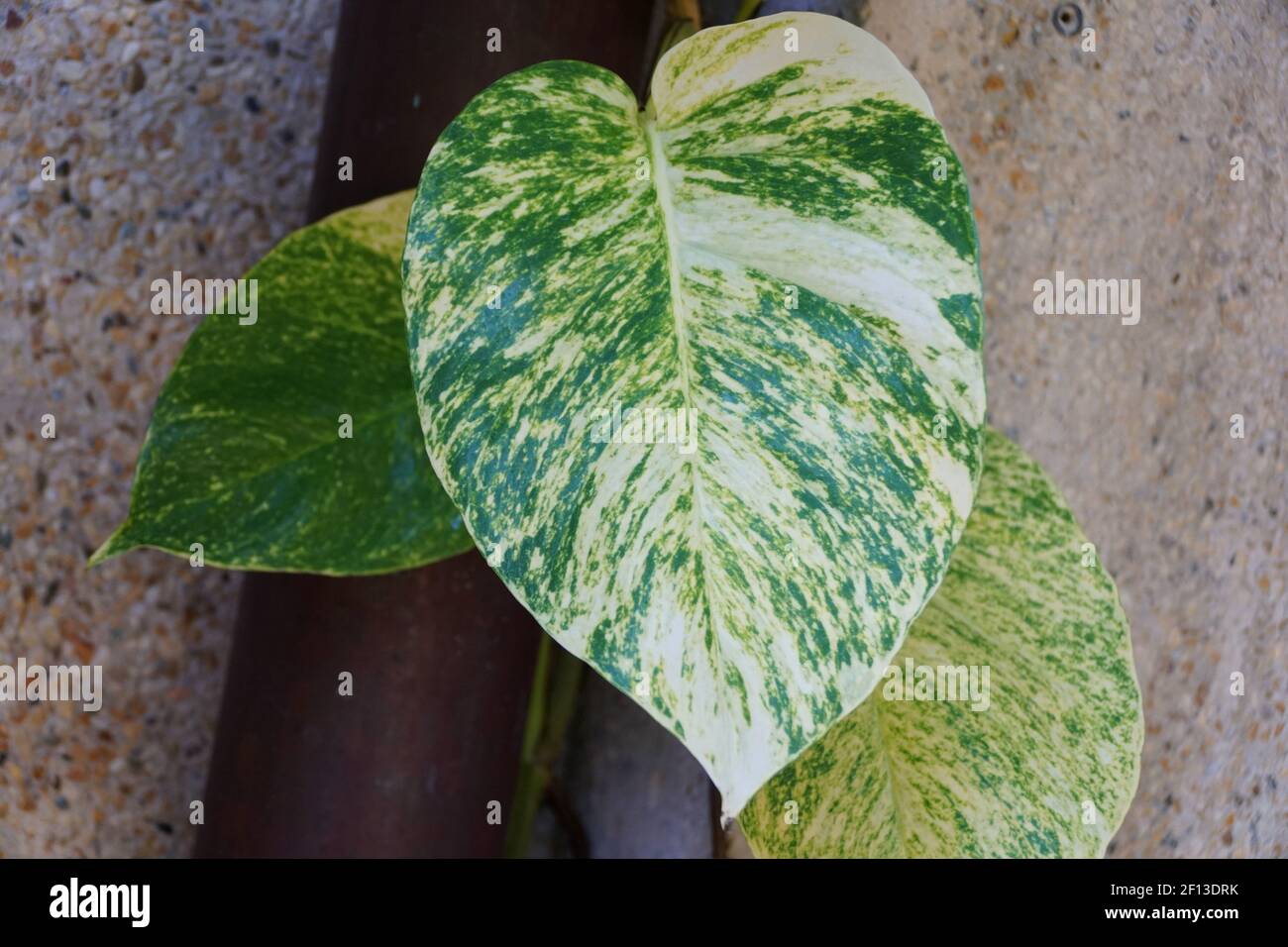 Green and yellow leaves of Golden Pothos tropical plant Stock Photo - Alamy