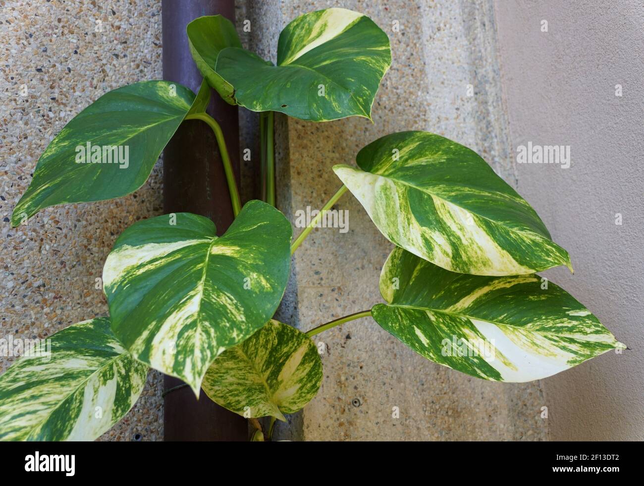 Green and yellow leaves of Golden Pothos, a tropical plants Stock Photo ...