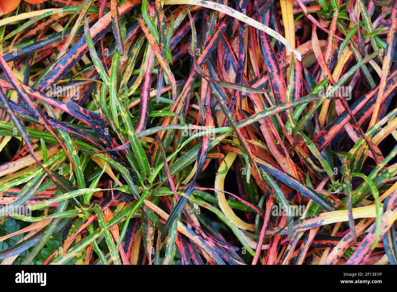 Zanzibar croton hi-res stock photography and images - Alamy