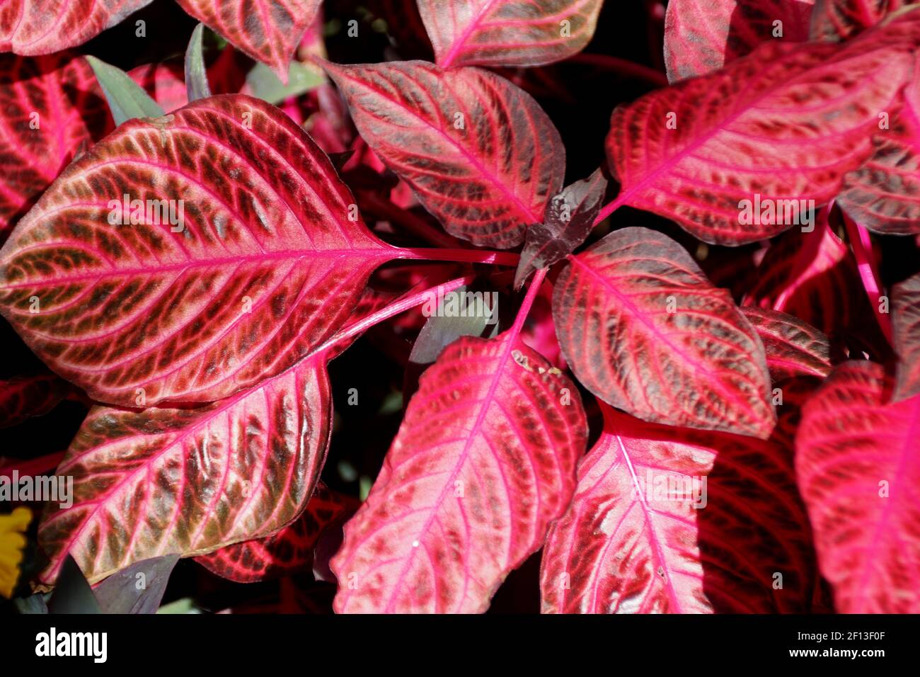 Iresine hi-res stock photography and images - Alamy