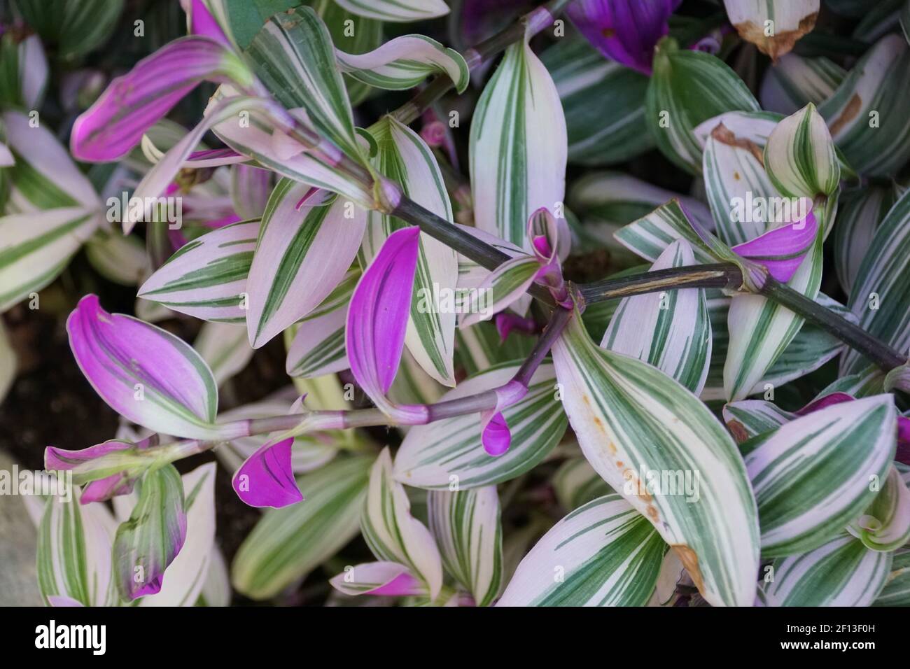 Beautiful green, white and purple color of Small-Leaf Spiderwort Nanouk ...