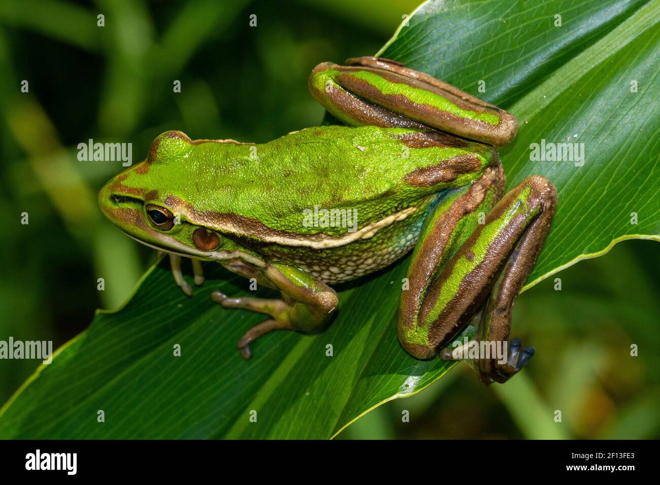 Golden bell frog litoria aurea hi-res stock photography and images - Alamy