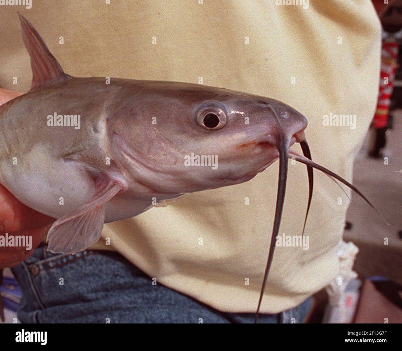 Clyde Holscher holds a channel catfish from Lake Pomona, Kansas. (Photo ...