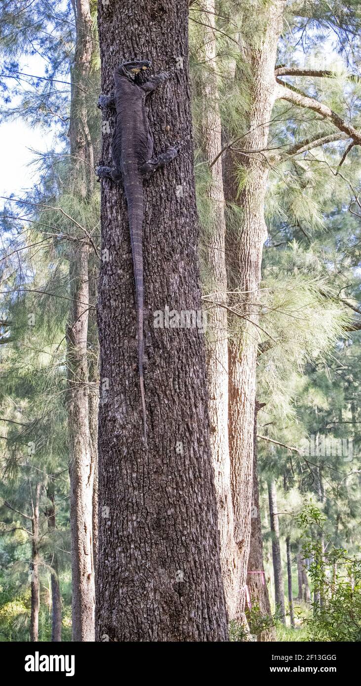 Lace Monitor or Goanna climbing She Oak Tree Stock Photo - Alamy