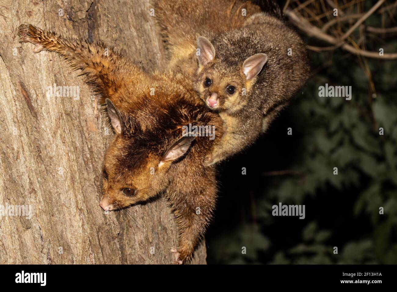 Baby possum hi-res stock photography and images - Alamy