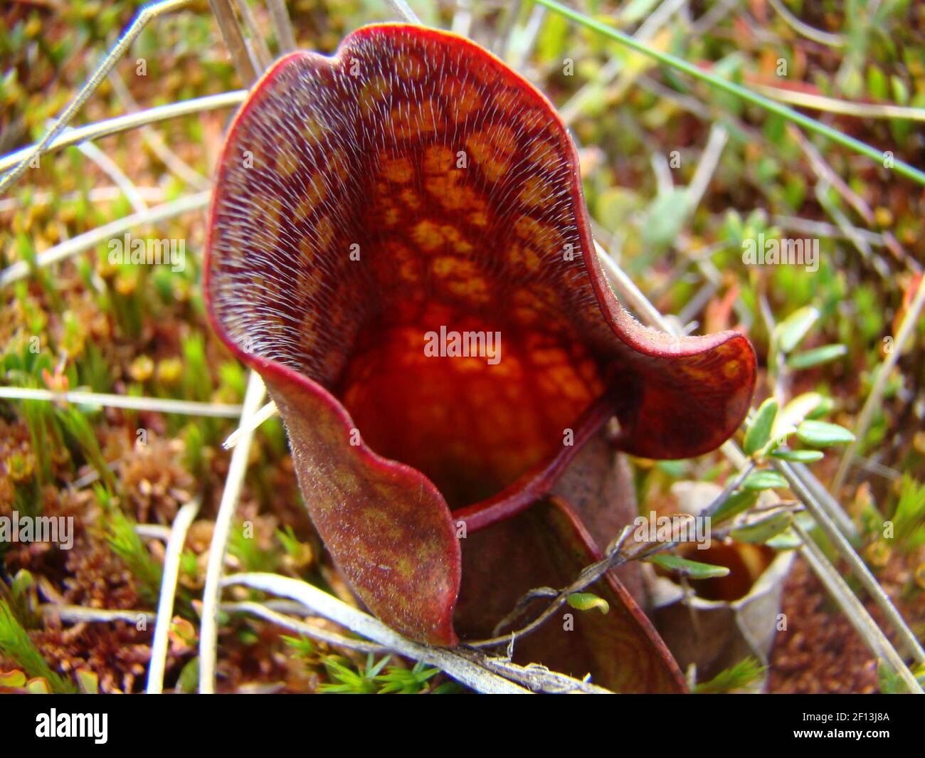 The pitcher plant, one of the carnivorous plants in the Red Lake Bog ...