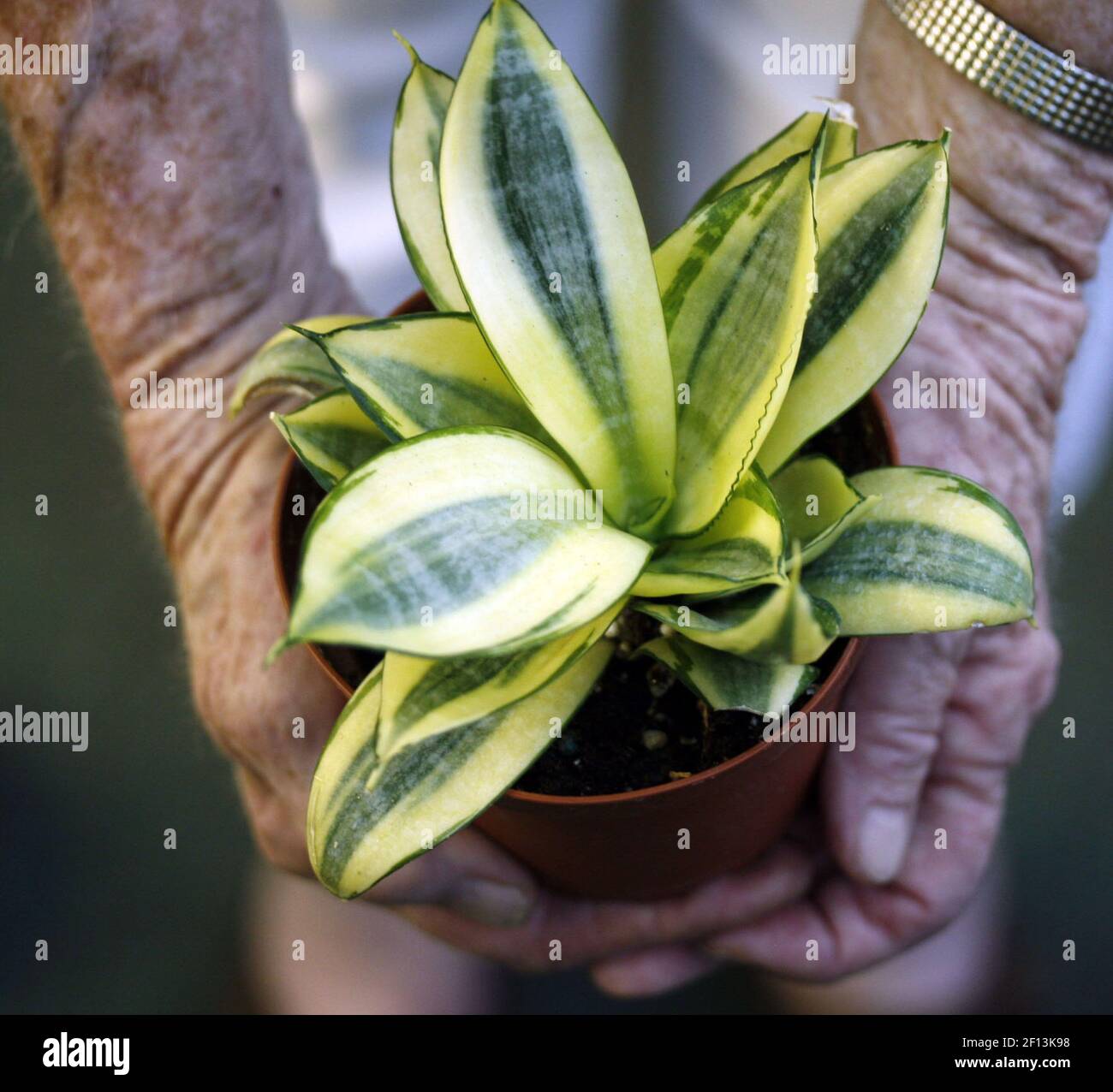 Rita Hojnowski holds one of her prized plants, a sansevieria golden ...