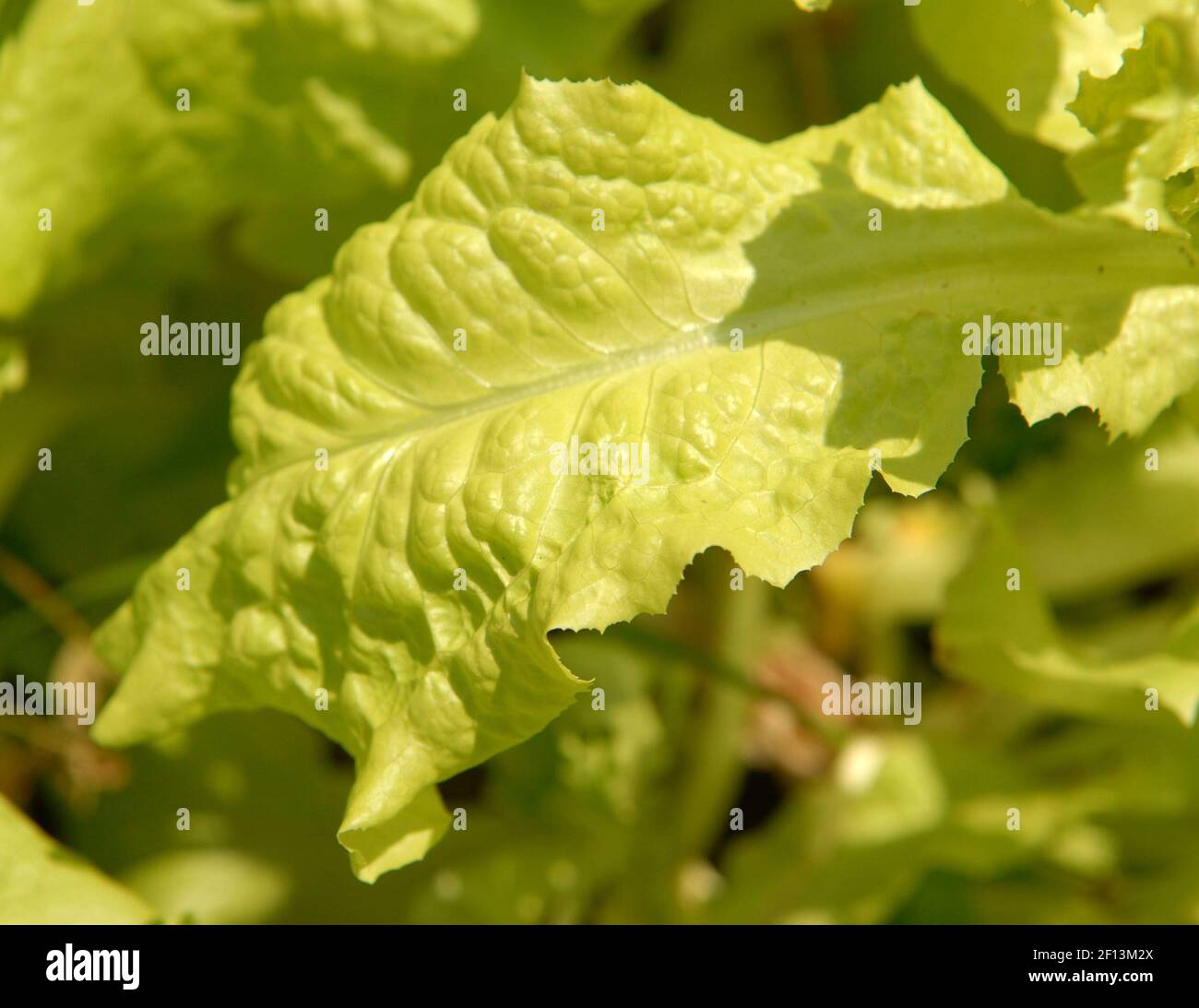A close-up view of lettuce grown in the garden of Jackie Umphlet is ...