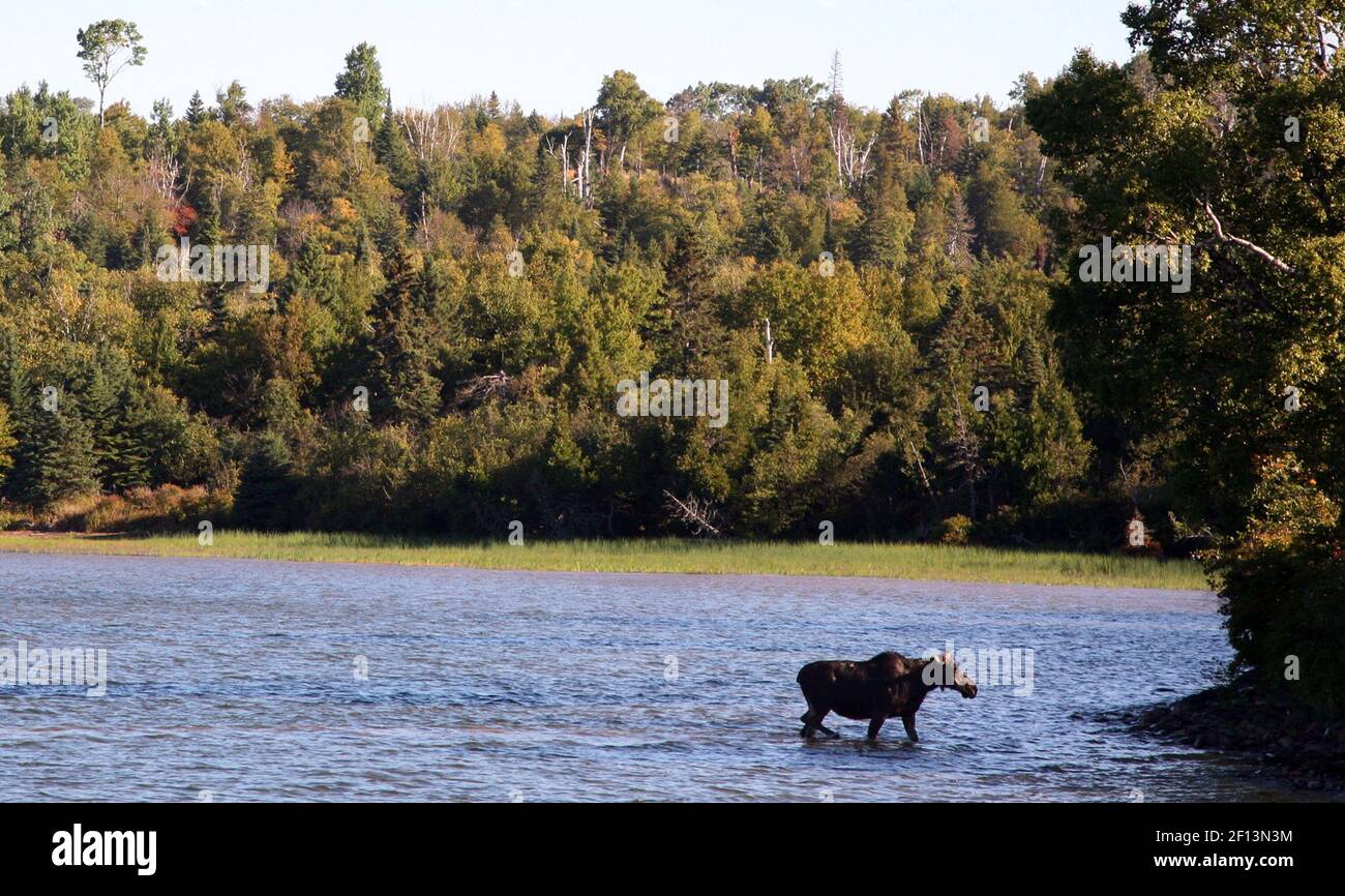 A cow moose wades in the the water on east end of Isle Royale, near ...