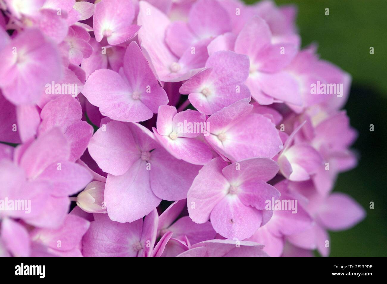 Endless Summer The Original, pictured in lively pink, features large ...