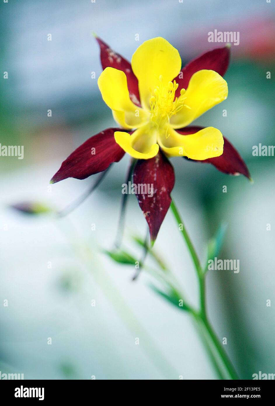 A gold and maroon Columbine reseeds itself generously around Sara Wick ...
