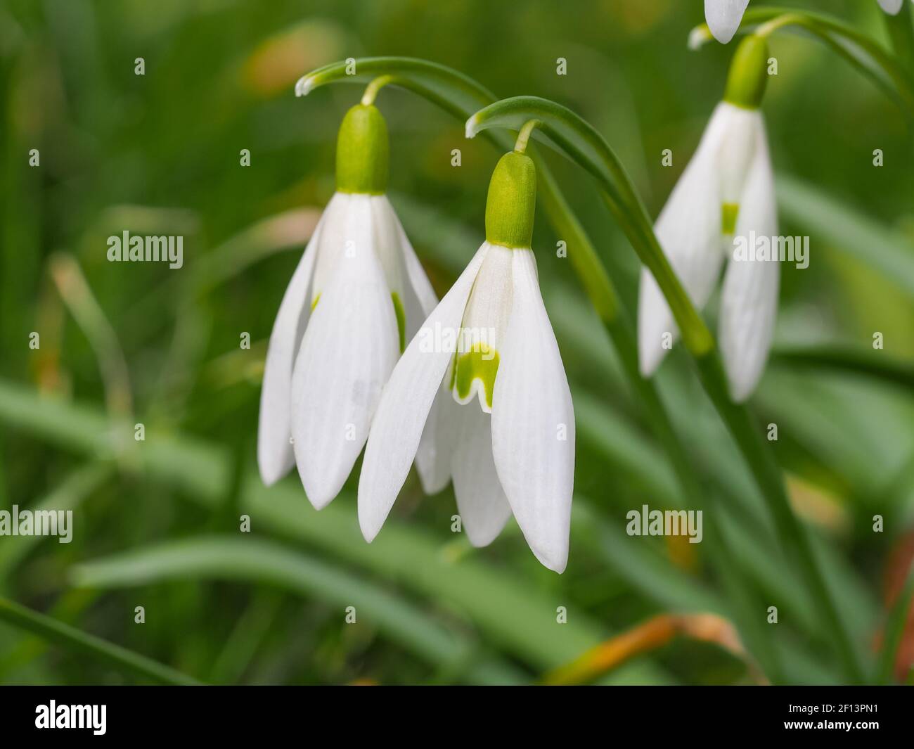 White snowdrop flower. Galanthus blossoms in the green background ...