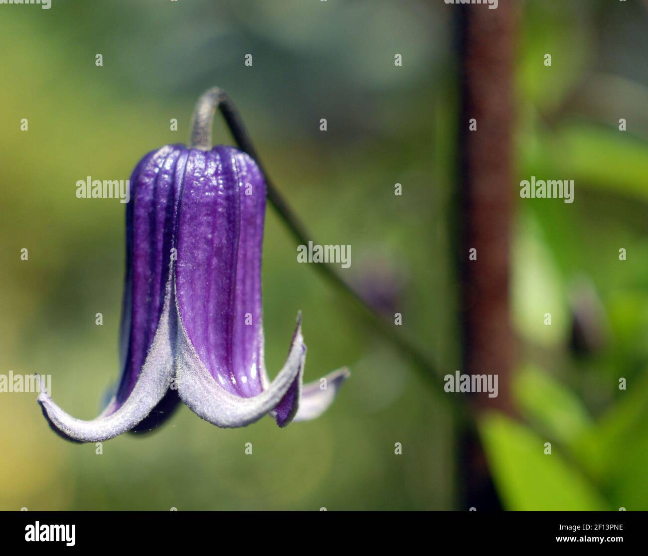 Clematis rooguchi in Carol Lim's garden. (Photo by Ron Tarver ...