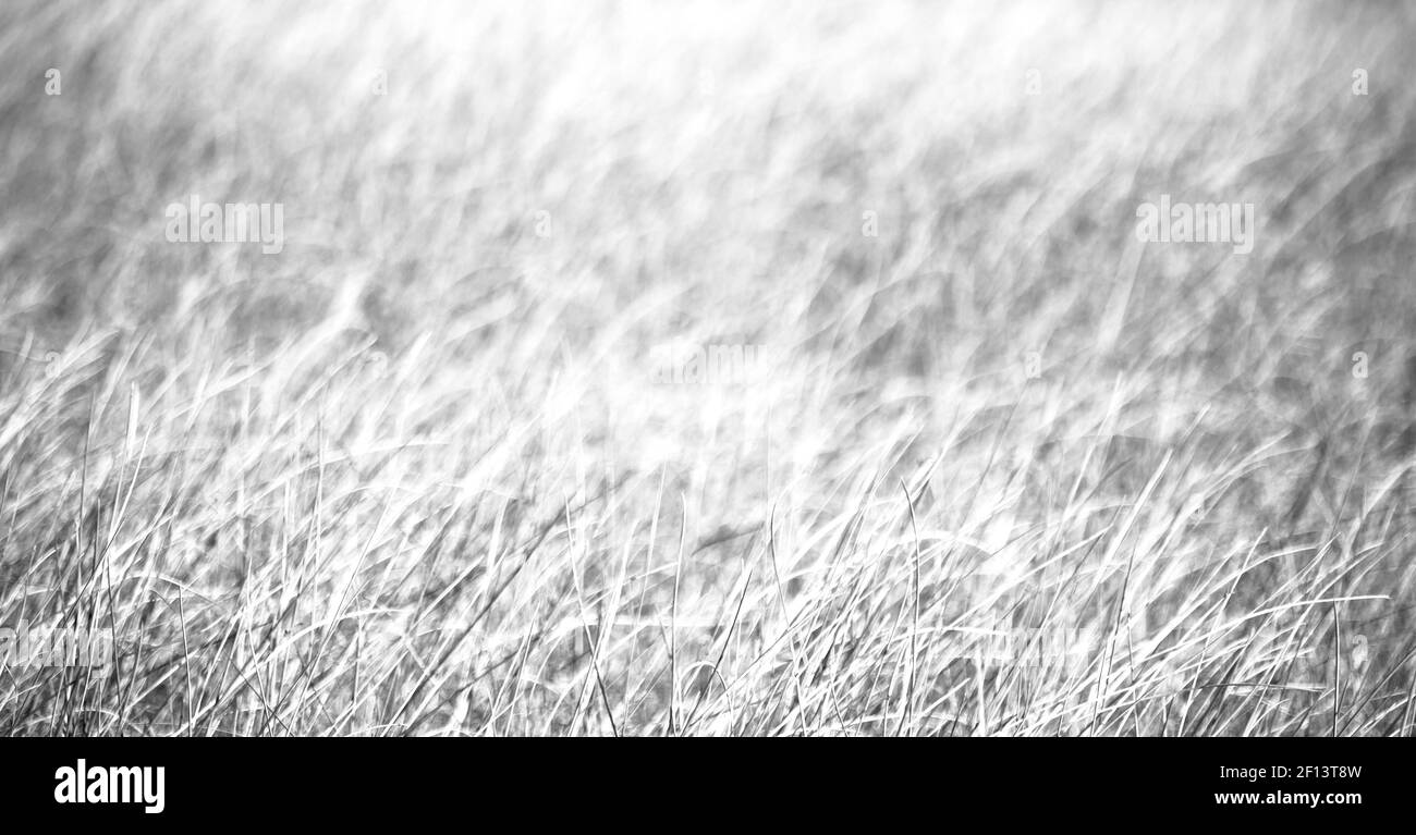 Long drought Black and White Stock Photos & Images - Alamy