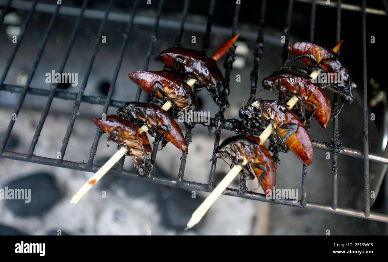 Cockroaches covered in barbecue sauce are grilled at the 3rd Annual ...
