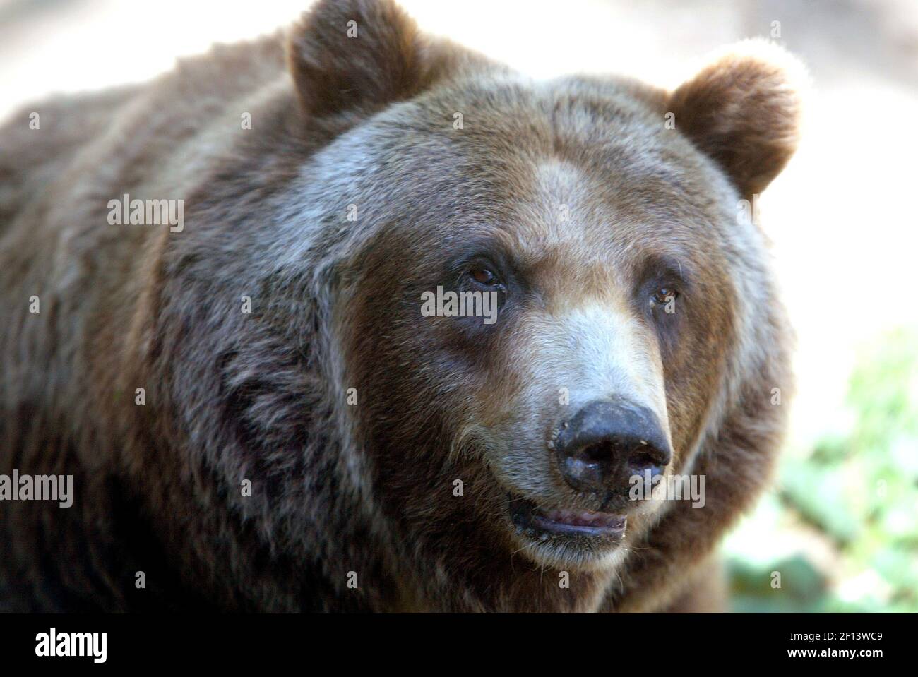 Betsy, the 33-year-old grizzly bear with gall bladder problems, is ...