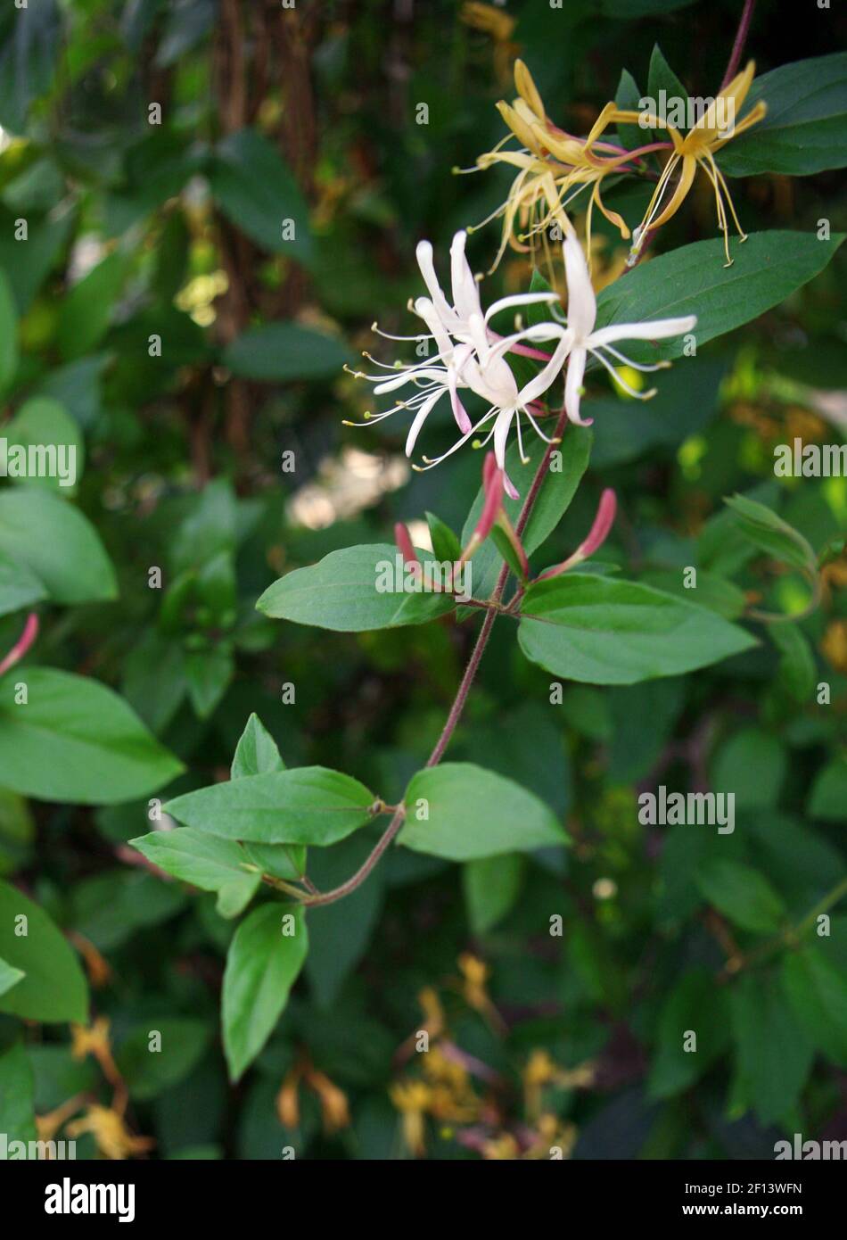The Japanese honeysuckle is a perennial vine that climbs by twisting ...