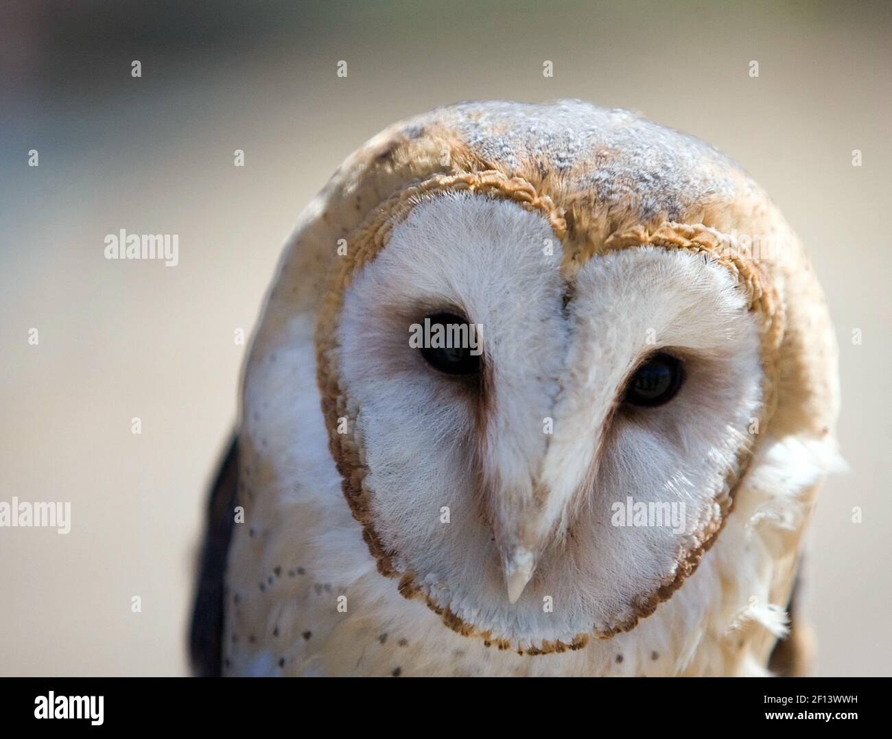 A barn owl, captured from its nest south of Boise, Idaho, waits as ...