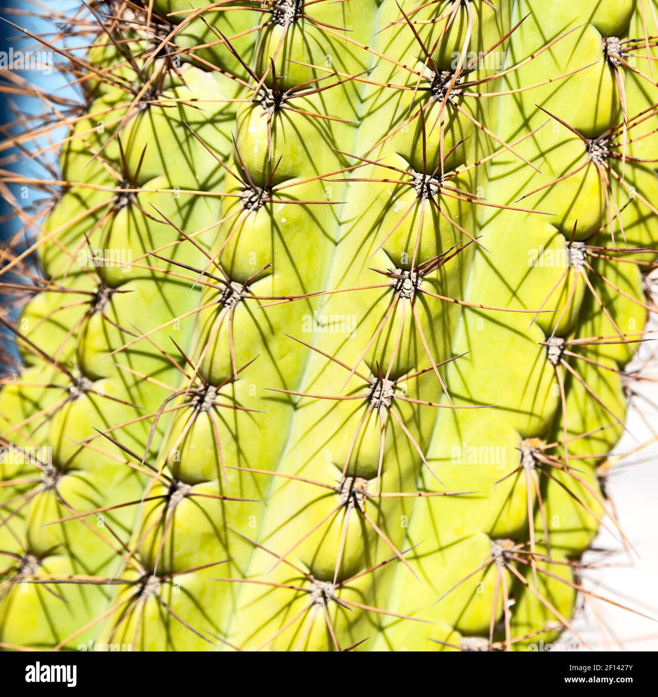 Abstract leaf of cactus plant and light Stock Photo - Alamy