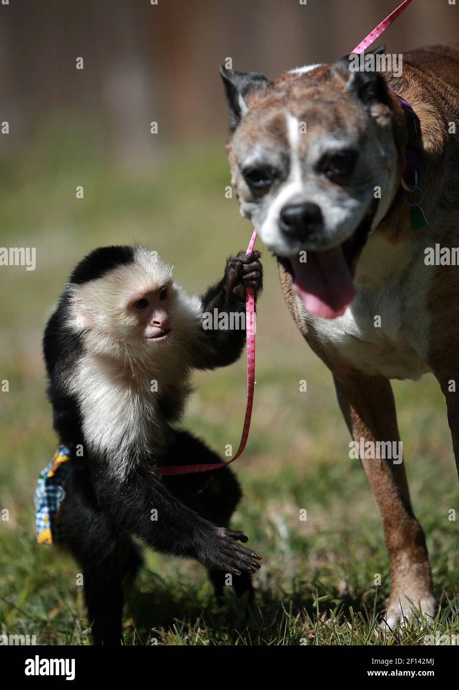 Jessica Marie, a capuchin monkey, leads Sadie the family's pet boxer ...
