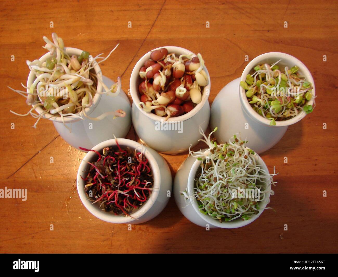 In this photograph, a variety of sprouts and grasses are grown ...
