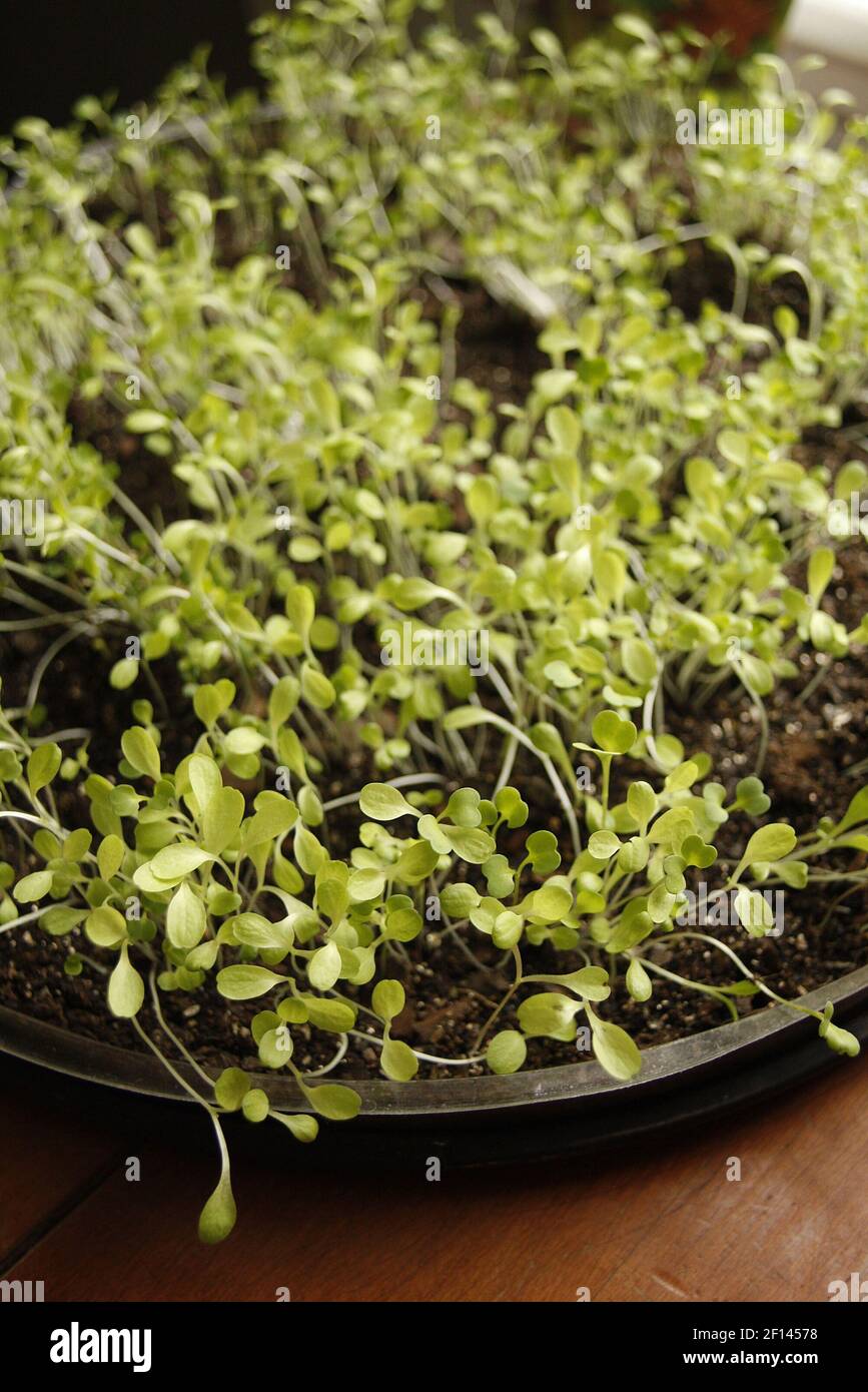 A variety of salad mix greens grow at Susan Smith-Durisek's home, March ...