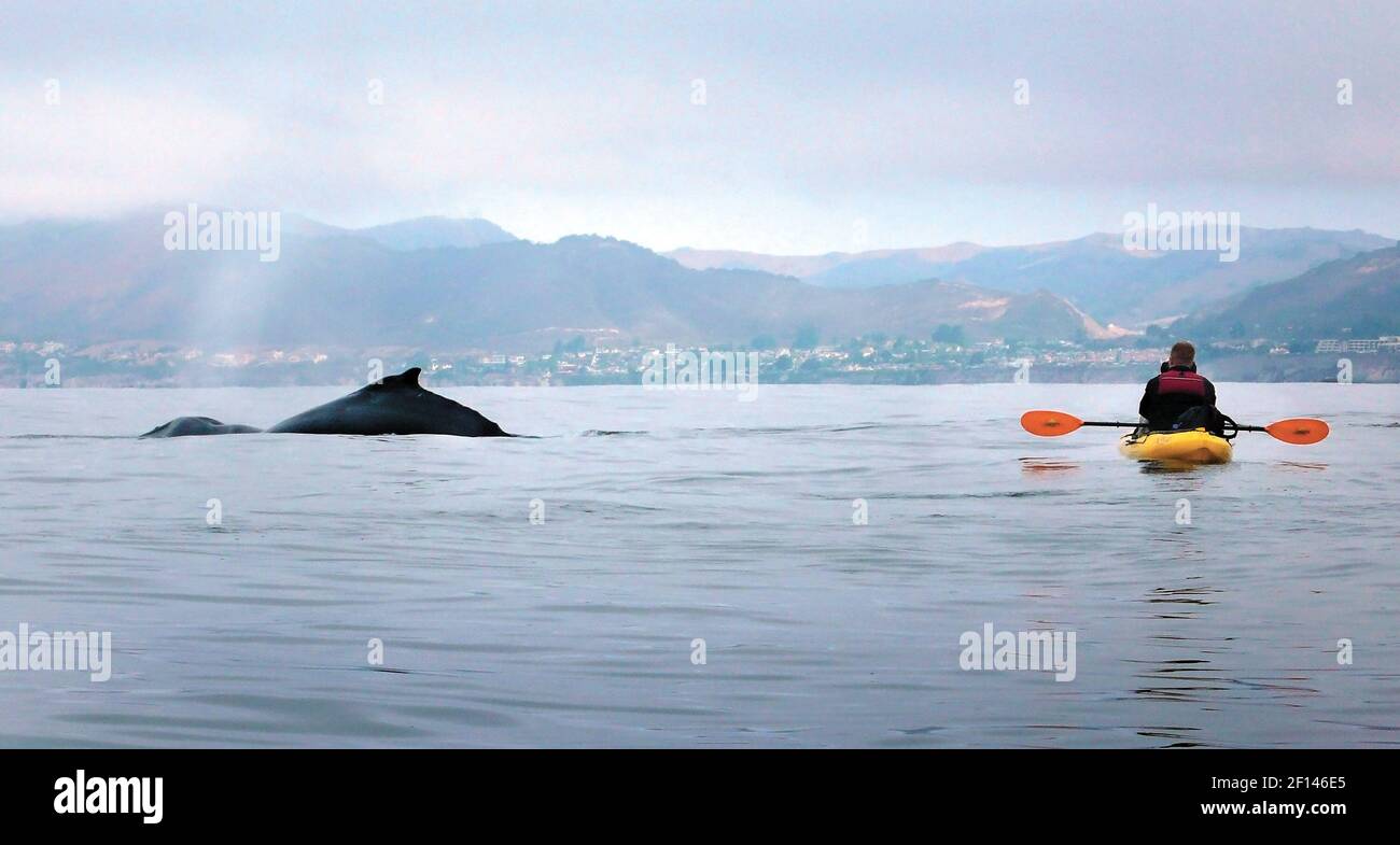 Brian Milne snaps a photo of a humpback whale in the waters off of ...