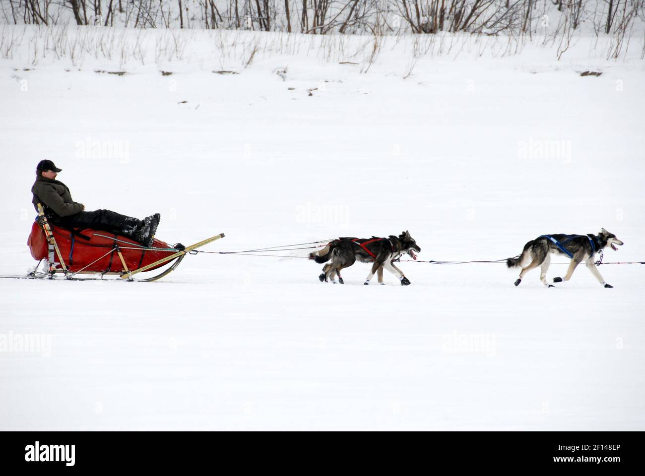 Iditarod Trail sled dog musher Lance Mackey leaves the Ruby checkpoint ...
