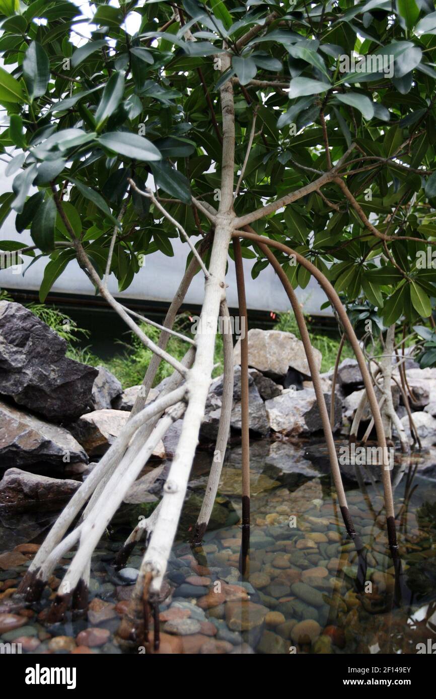 Mangroves, which grow in water, send roots right out of their trunks ...