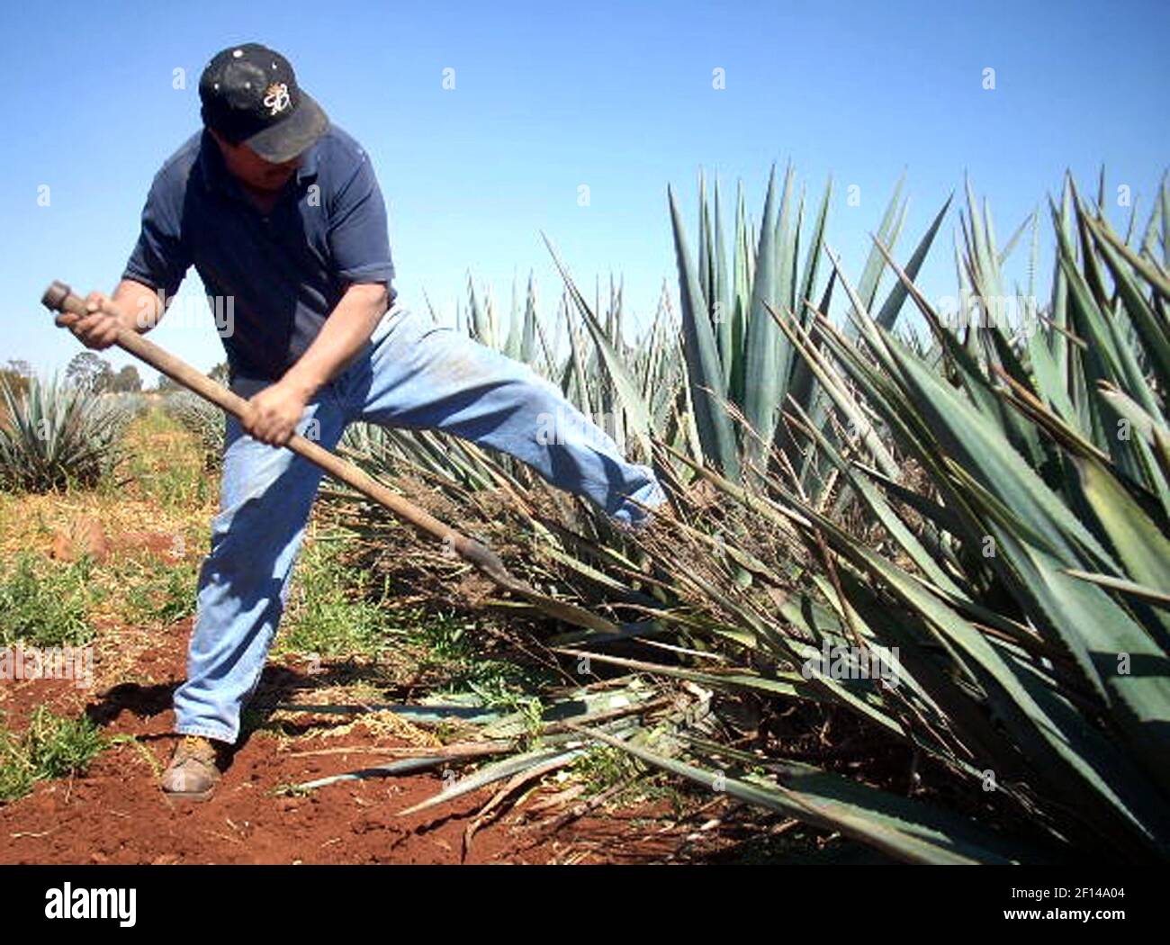 Ricardo Ayala, a plantation worker at Destilados OlÃ©, uses a tool ...