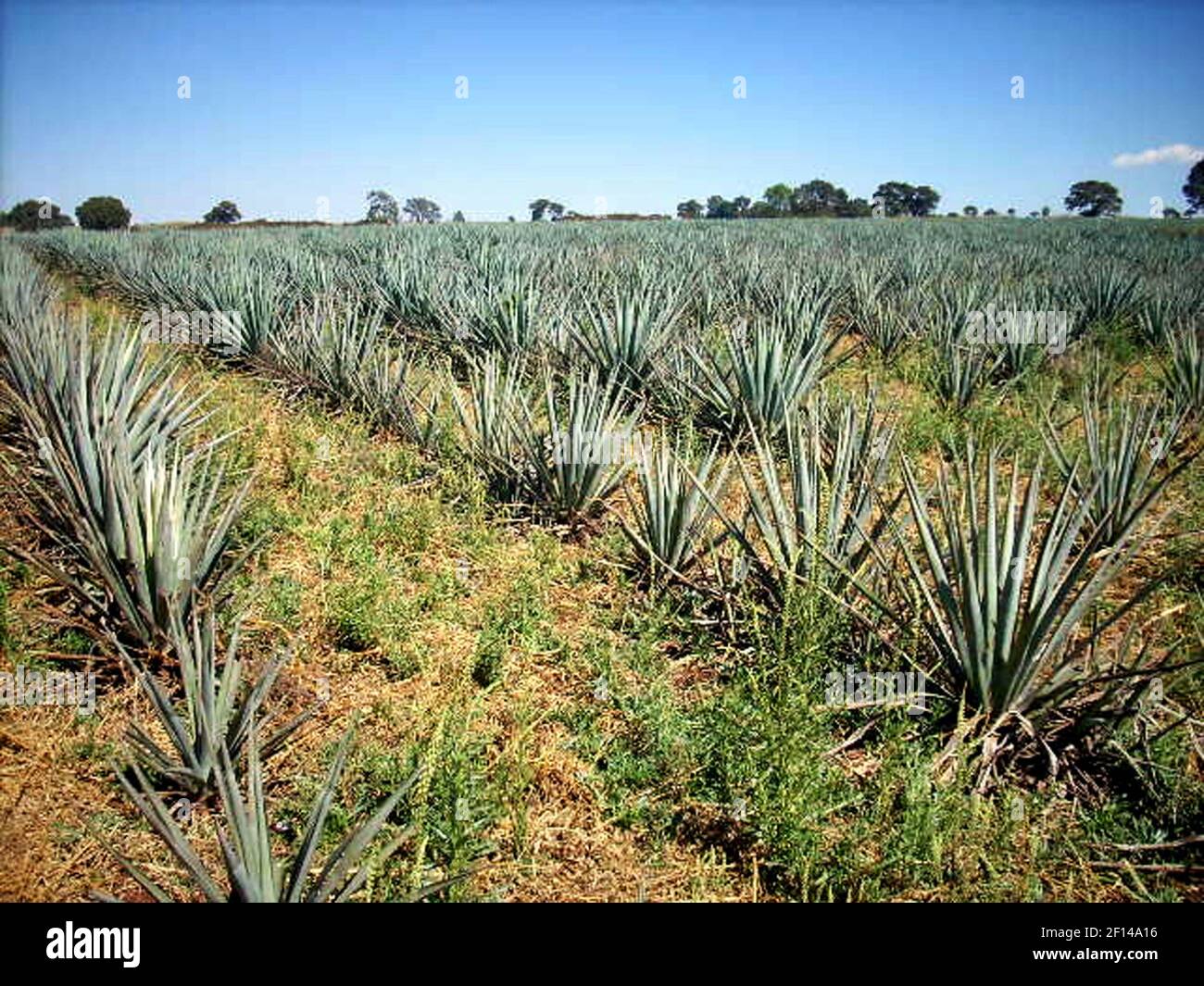 One of the blue agave fields on the 147-year-old plantation behind the ...