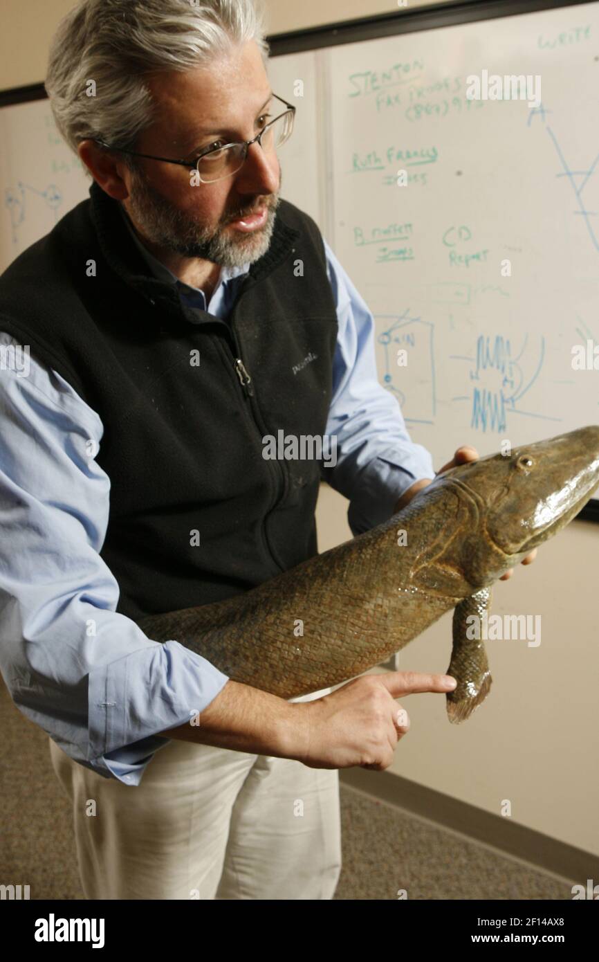 University of Chicago scientist Neal Shubin shows a model of Tiktaalik ...