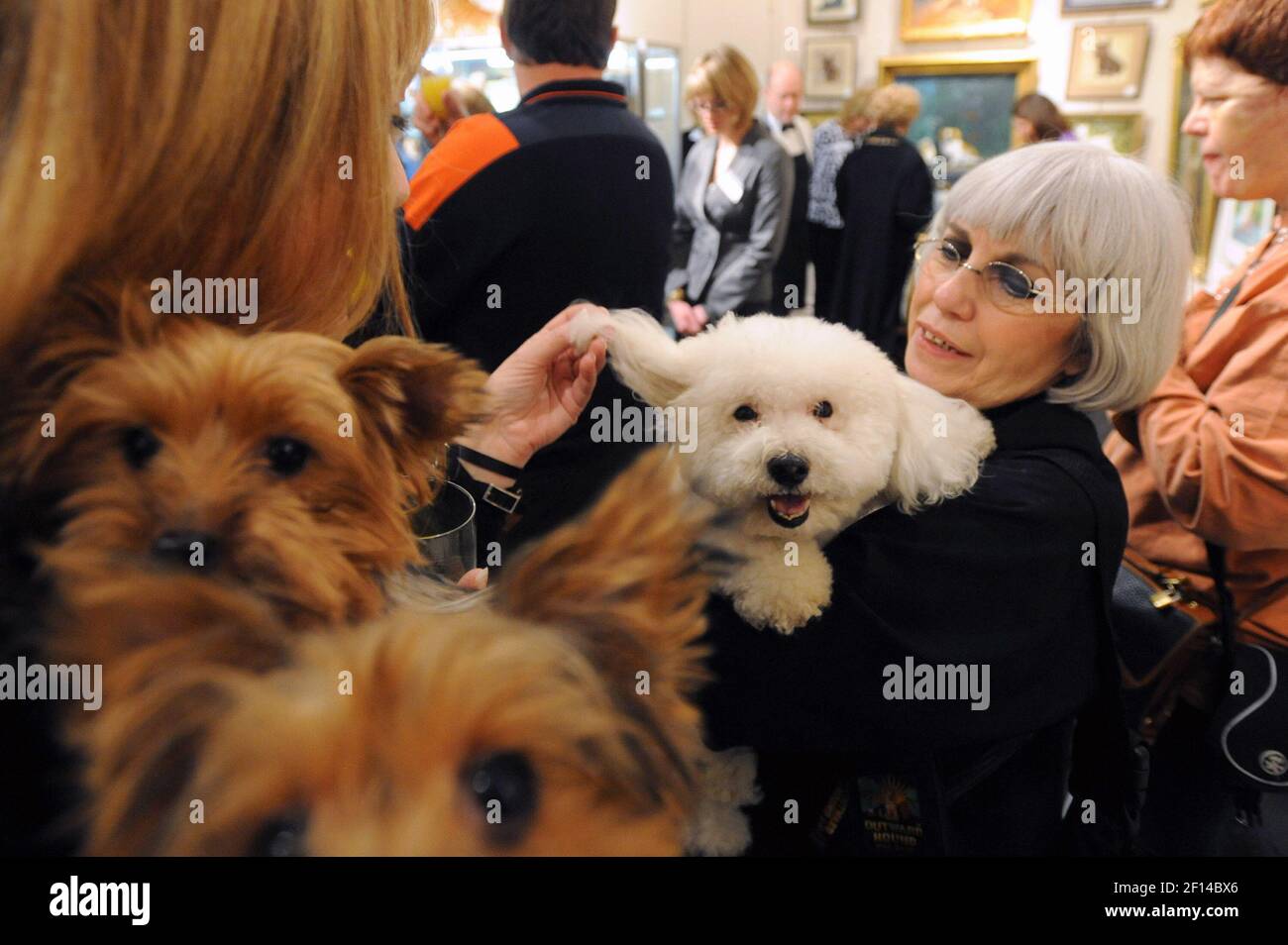 Toto, a Bichon Frise, attends the 10th Annual Dogs in Art Auction at ...
