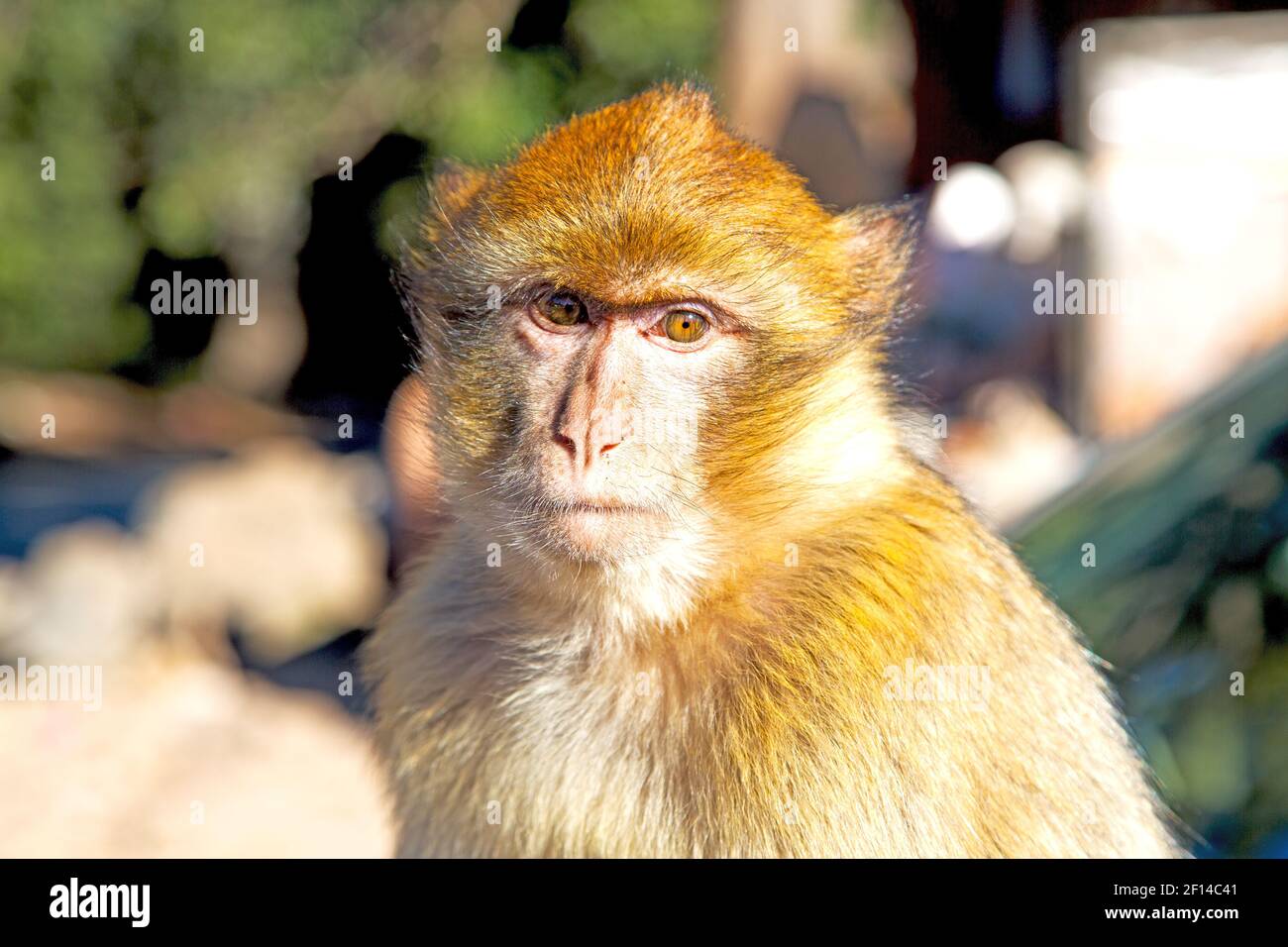 Bush monkey in africa morocco and natural background fauna close up ...
