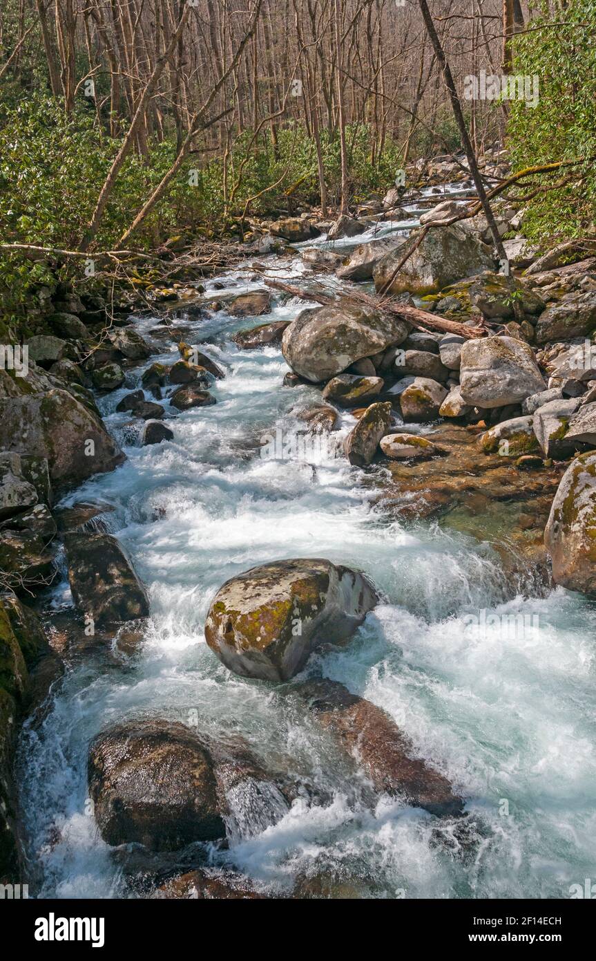 Roaring River in the Spring Sun in the Great Smoky Mountains in North ...