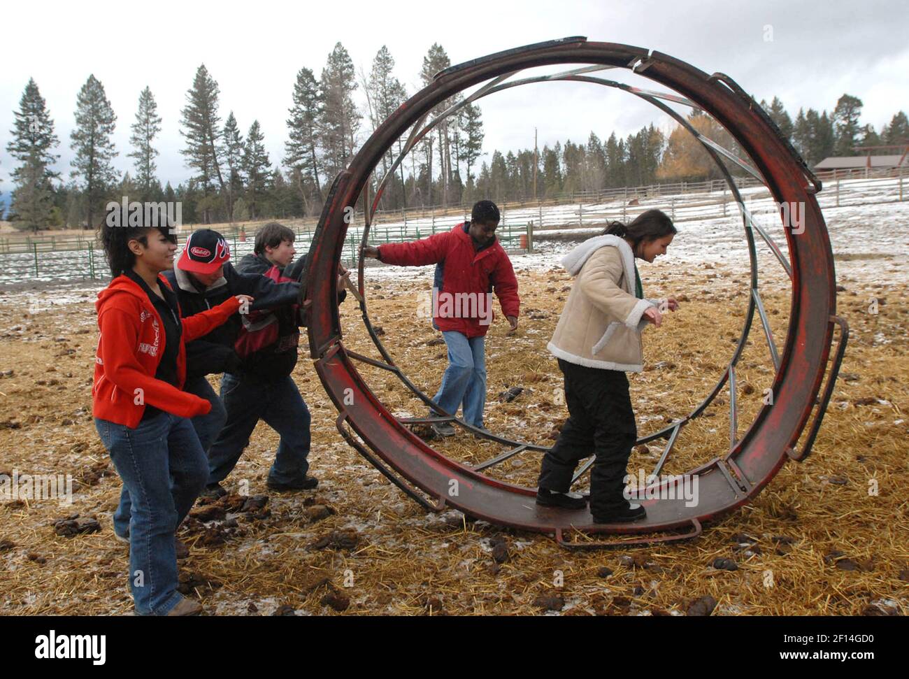 Kids fool around while feeding the cattle during one their many daily ...