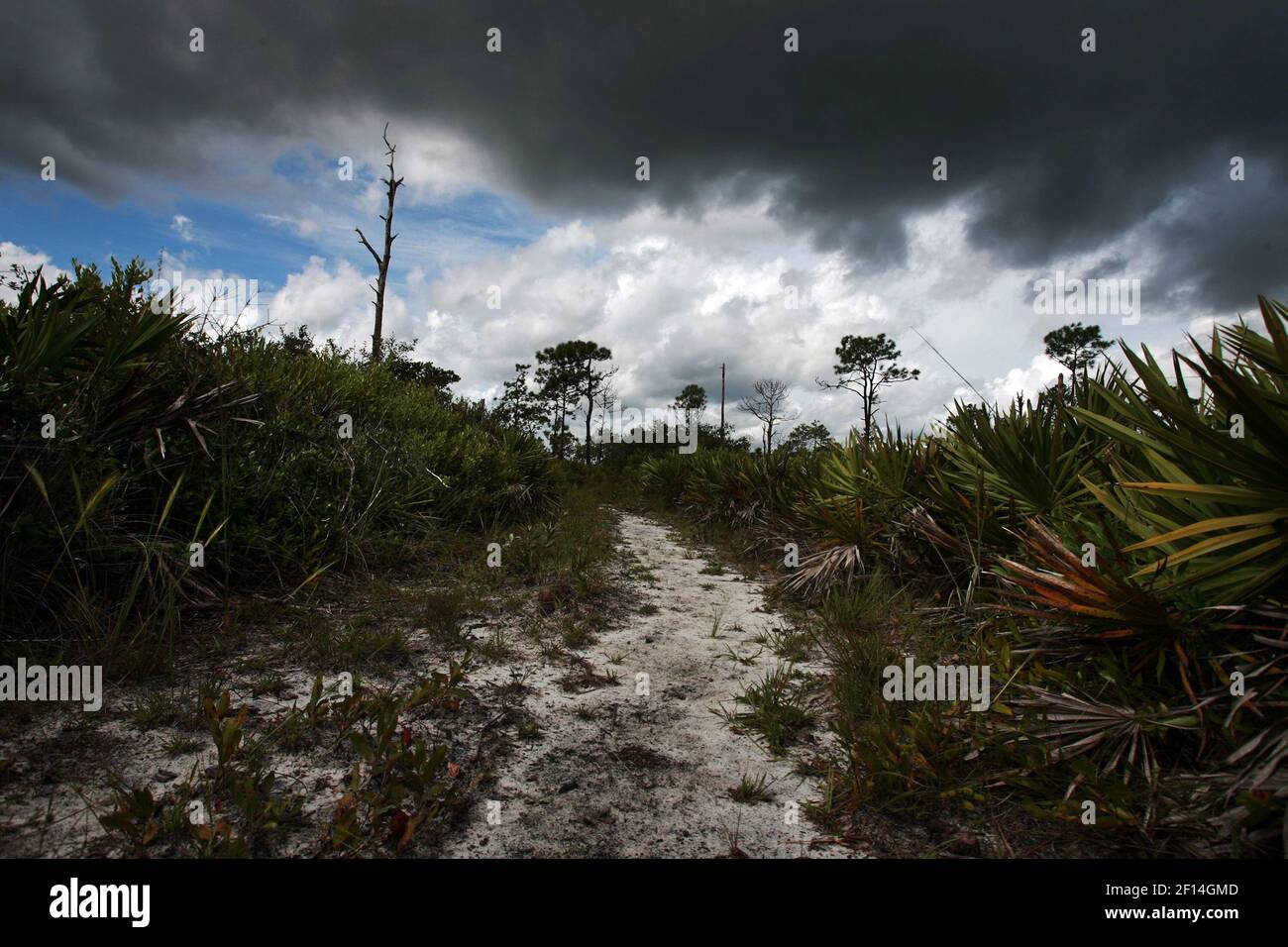 Along the walking trail at the Nature Conservacy's Disney Wilderness ...