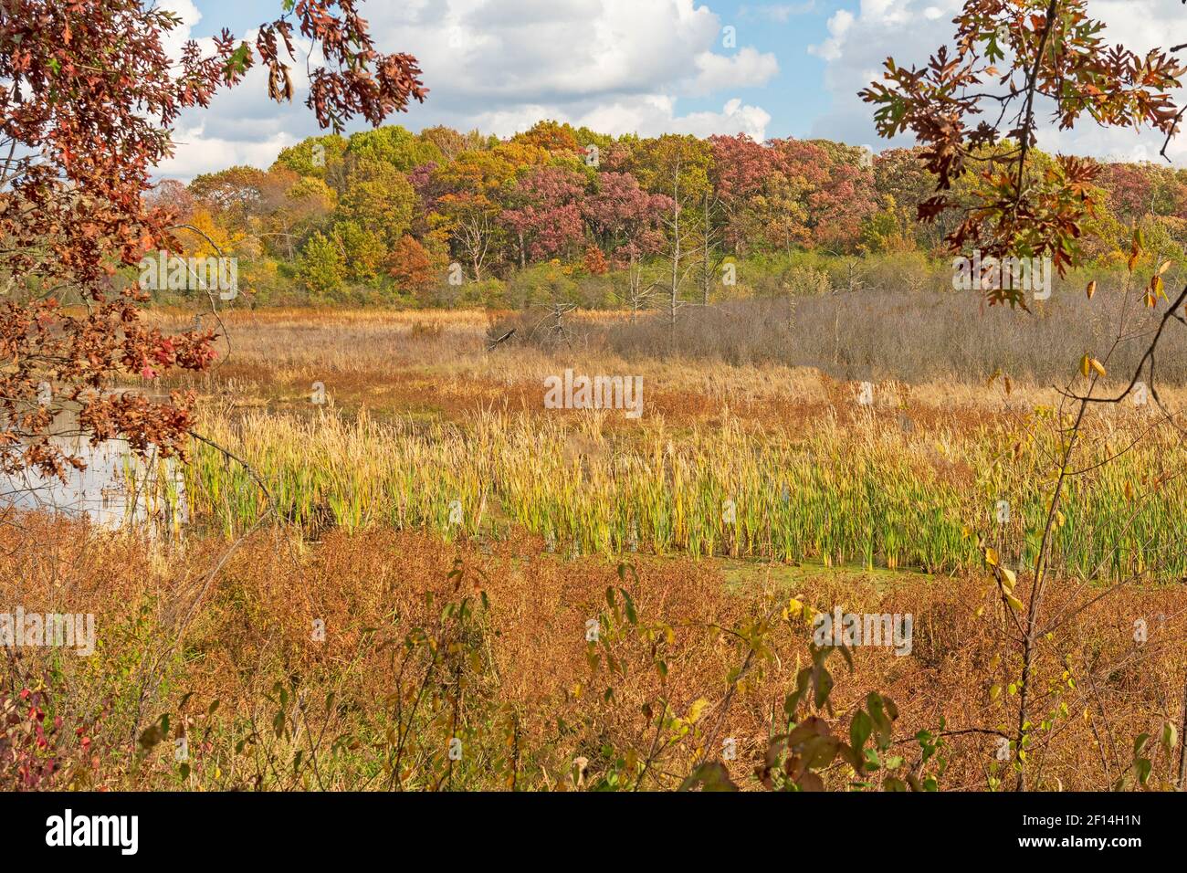 Autumn Colors Around a Wetland Bog in Volo Bog State Natural Area in ...