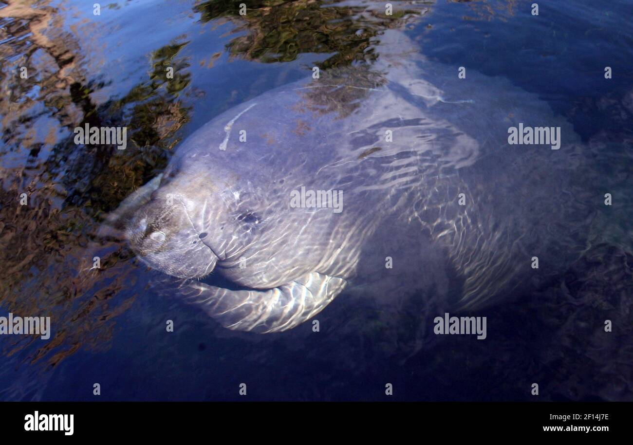 A manatee swims near Wayne Hartley's canoe. Hartley, park ranger at ...