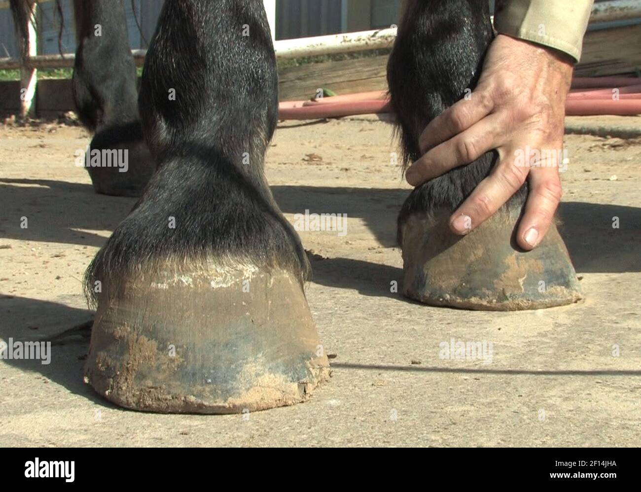 Unlike domesticated horses, a mustang's hooves are so rugged it does ...