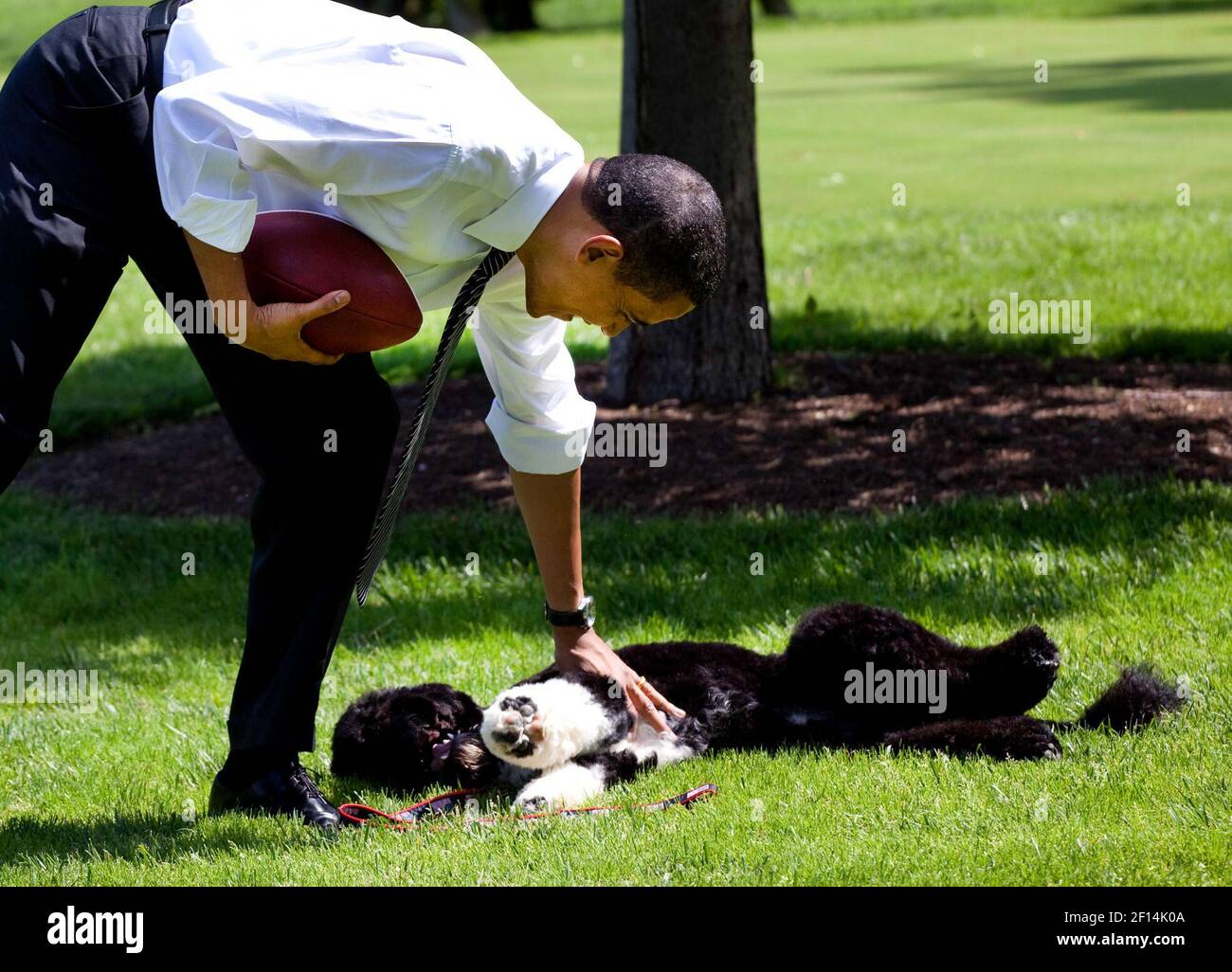 Bo dog obama hi-res stock photography and images - Alamy