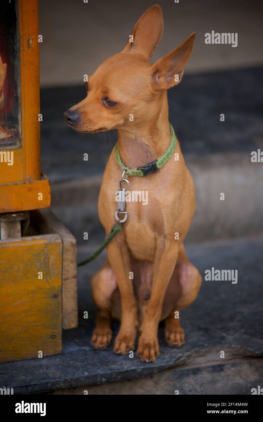 Vietnamese dog hi-res stock photography and images - Alamy