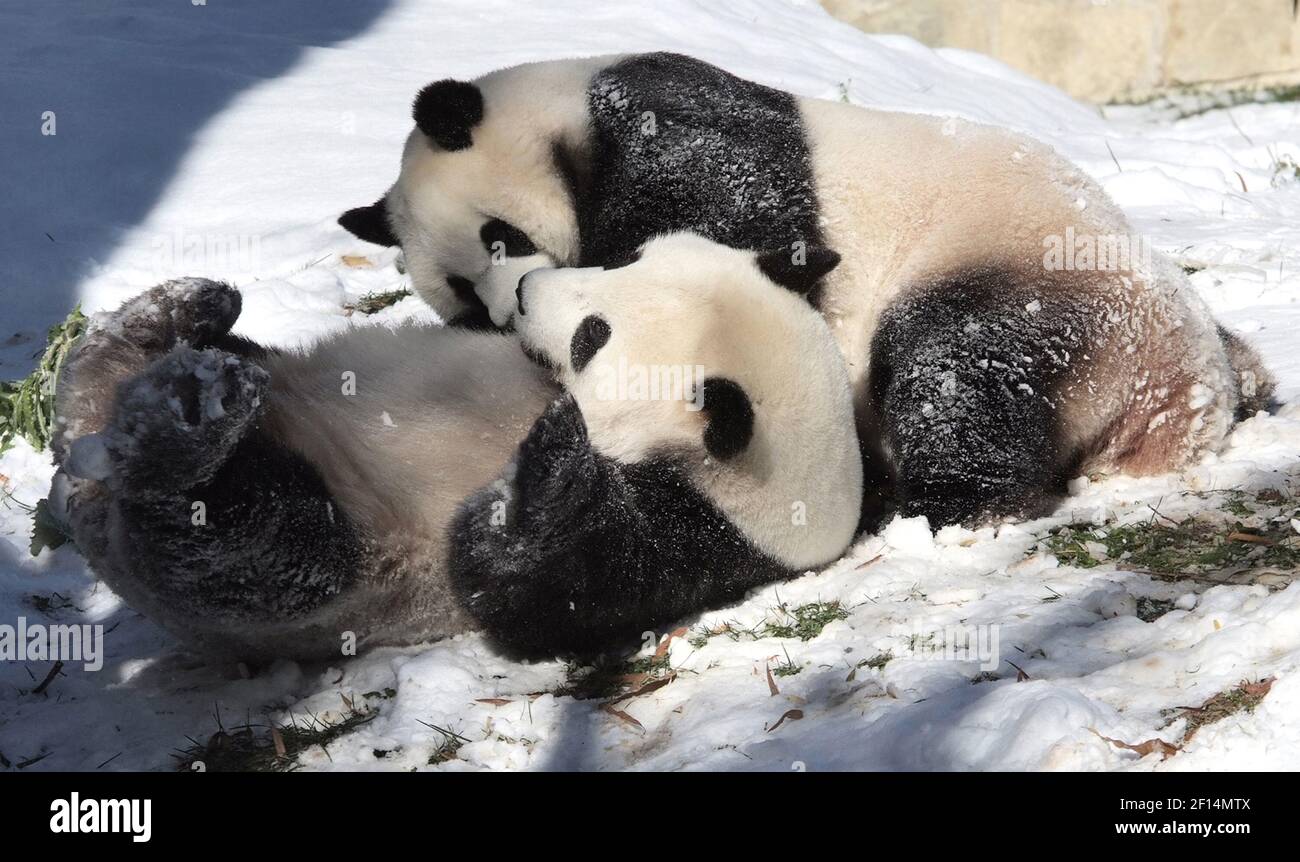 Giant Pandas at the Smithsonian Institution's National Zoo in ...