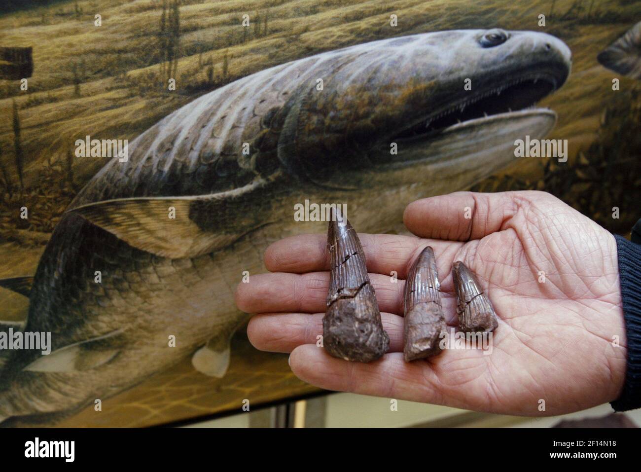 Teeth from a giant predator fish, "Hyneria lindae" are held in front of ...