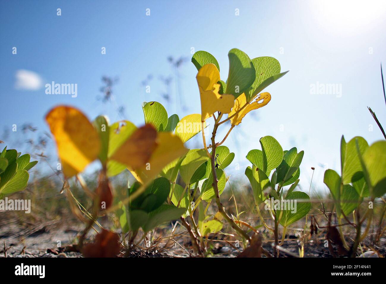 In this photograph, a railroad vine on the beach at Middle Cape near ...