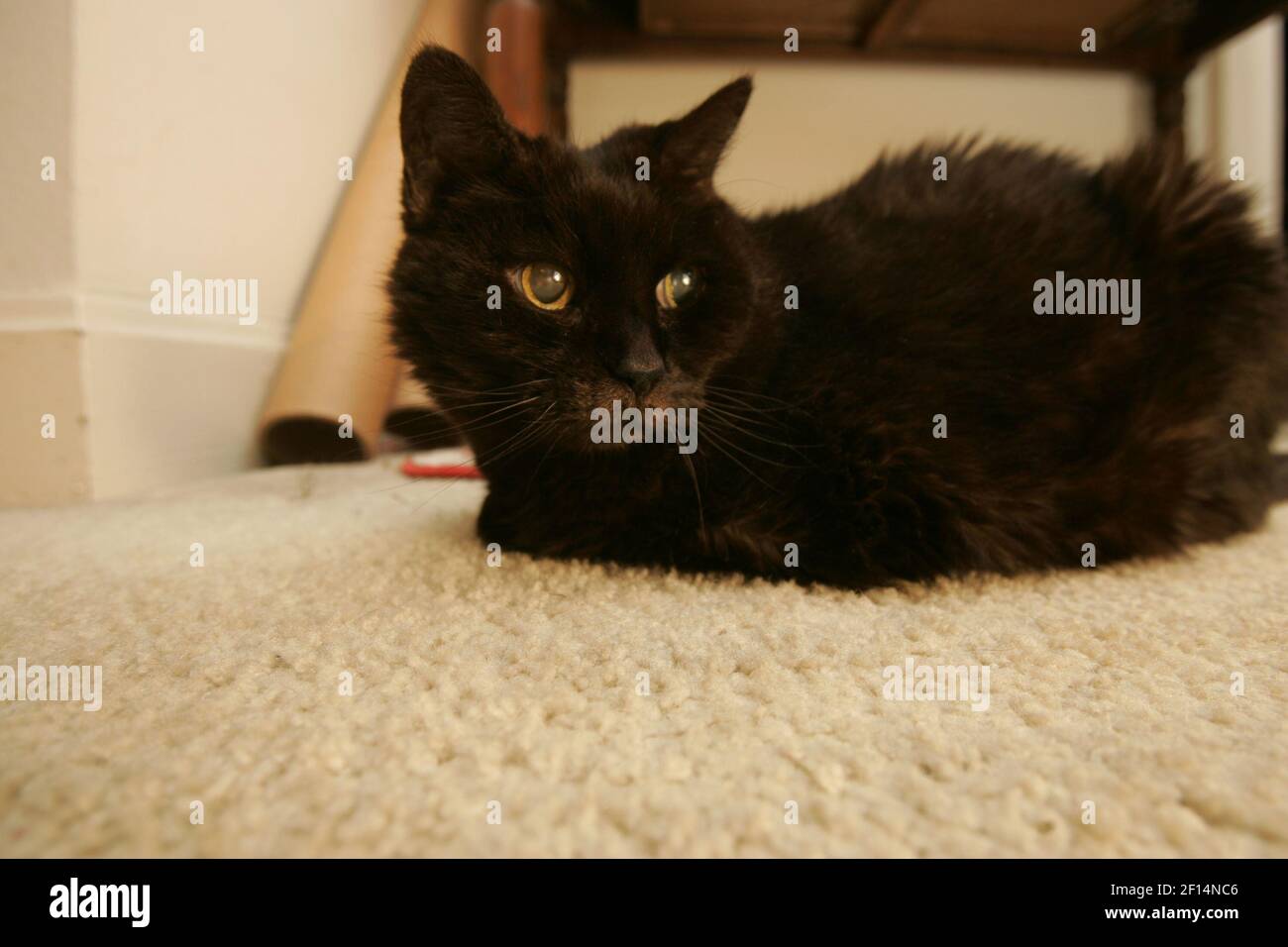 Rachel, who is over 17 years old, is keeping her feline diabetes under ...