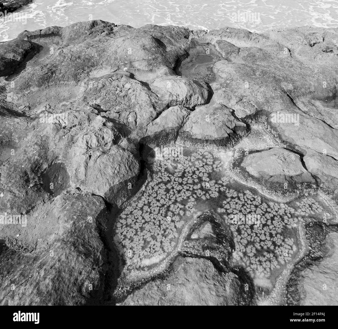 In oman coastline sea ocean gulf rock and salt Stock Photo - Alamy