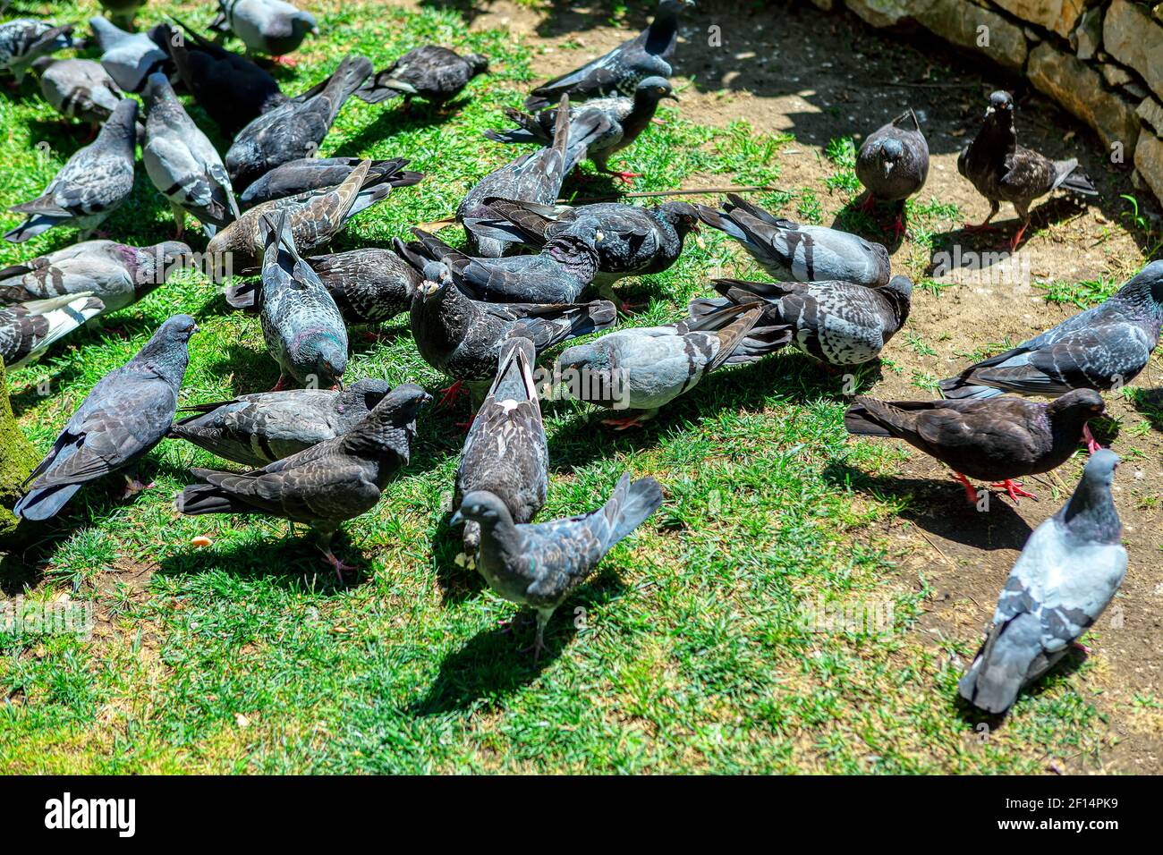 Family pigeons and doves hi-res stock photography and images - Alamy